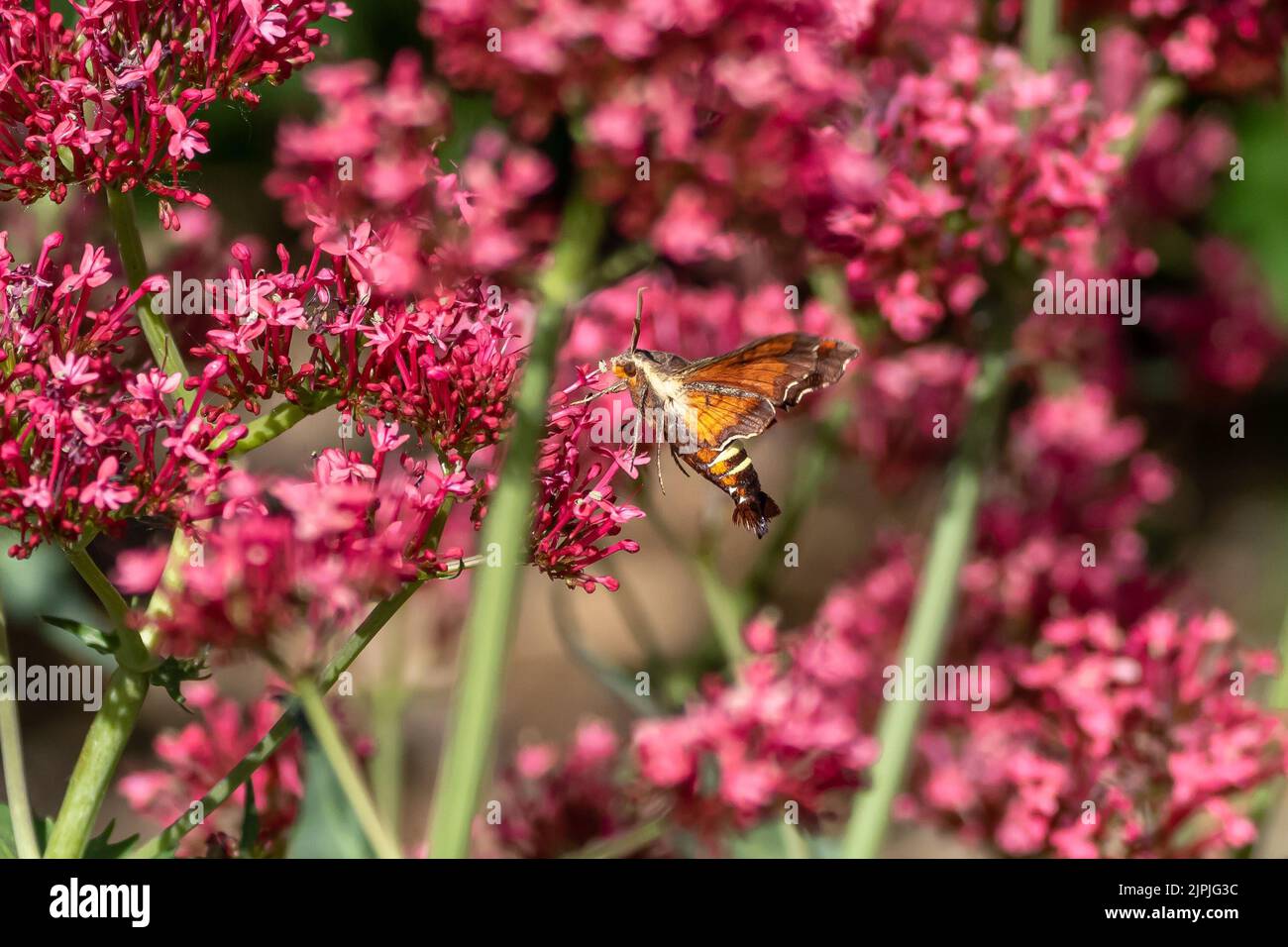 A Nessus Sphinx Moth pollinating within a blooming Red Valerian flower ...