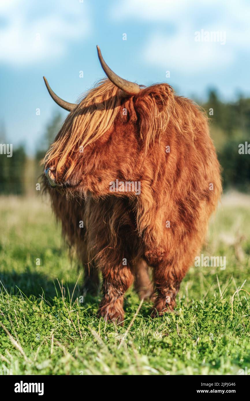 highland cattle, kyloe, highland cattles, kyloes Stock Photo - Alamy