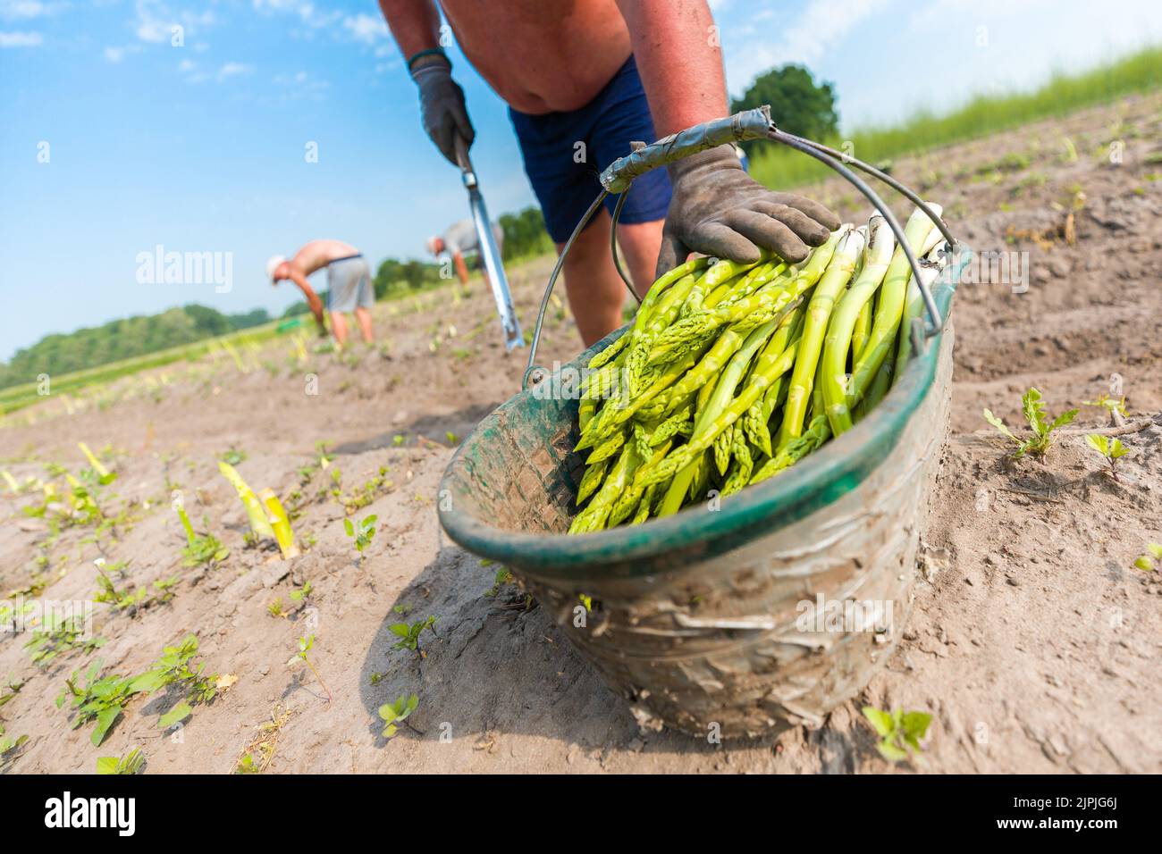 green asparagus, asparagus field, asparagus harvest, asparagus fields ...