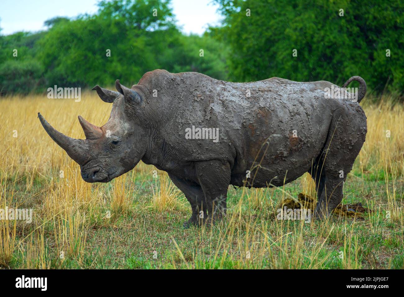 rhinoceros, rhinocerotidae, rhino Stock Photo - Alamy
