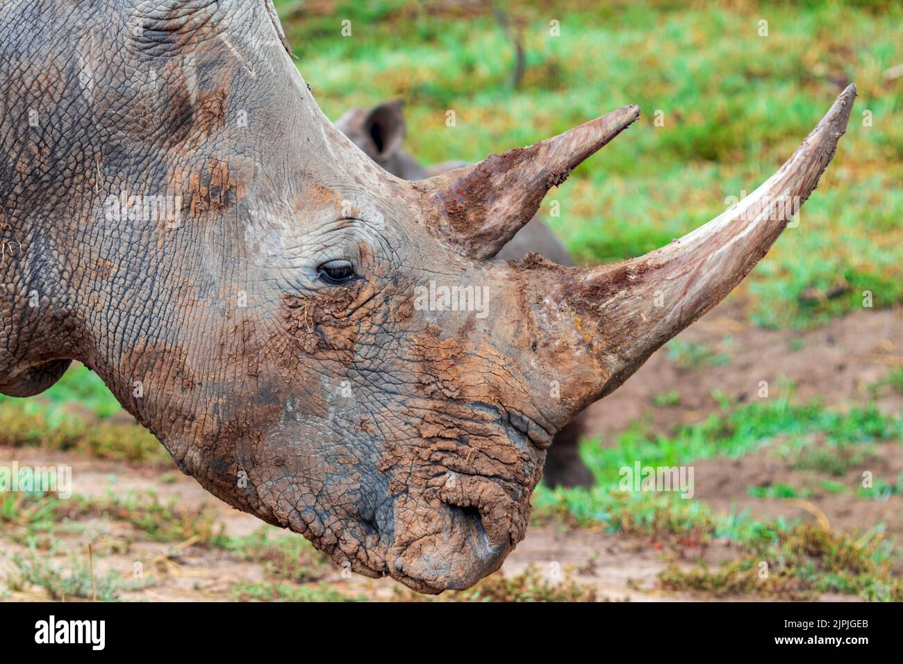 rhinoceros, rhinocerotidae, rhino Stock Photo - Alamy