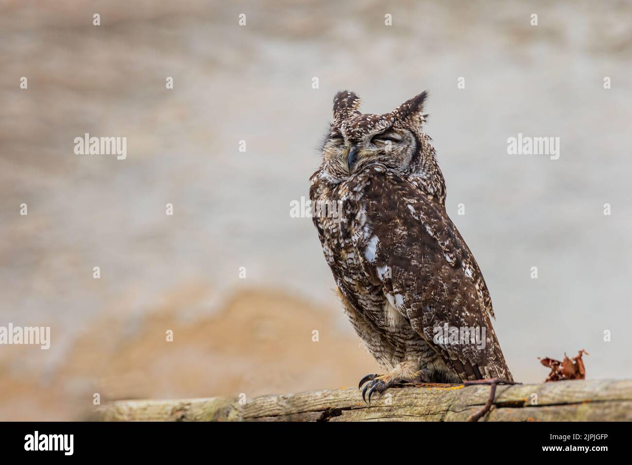 1 owl hi-res stock photography and images - Alamy