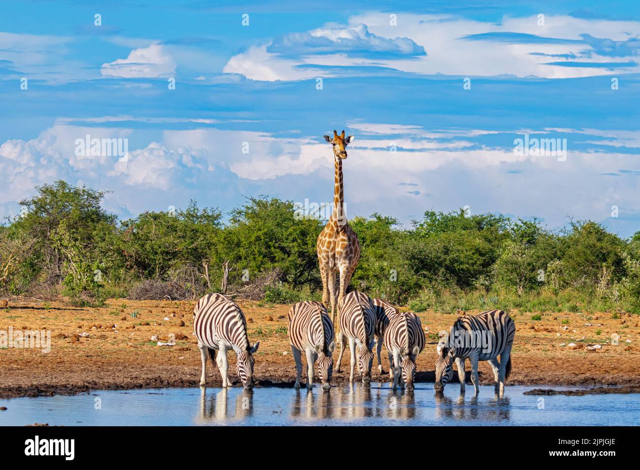 Giraffe herd drink hi-res stock photography and images - Alamy