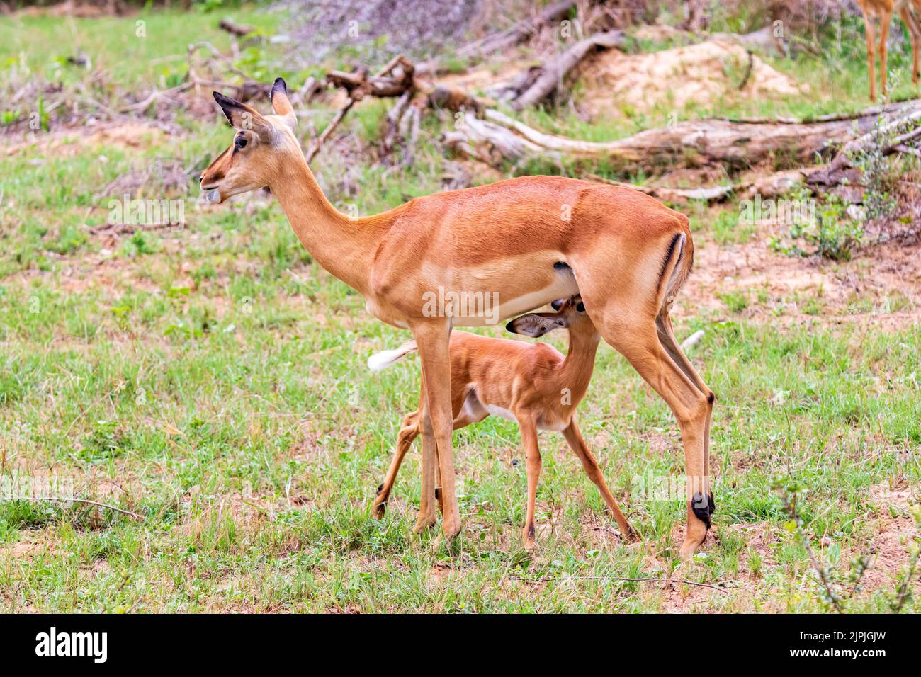 young animal, suckling, animal mother, antelope, young animals, animal mothers, antelopes Stock ...