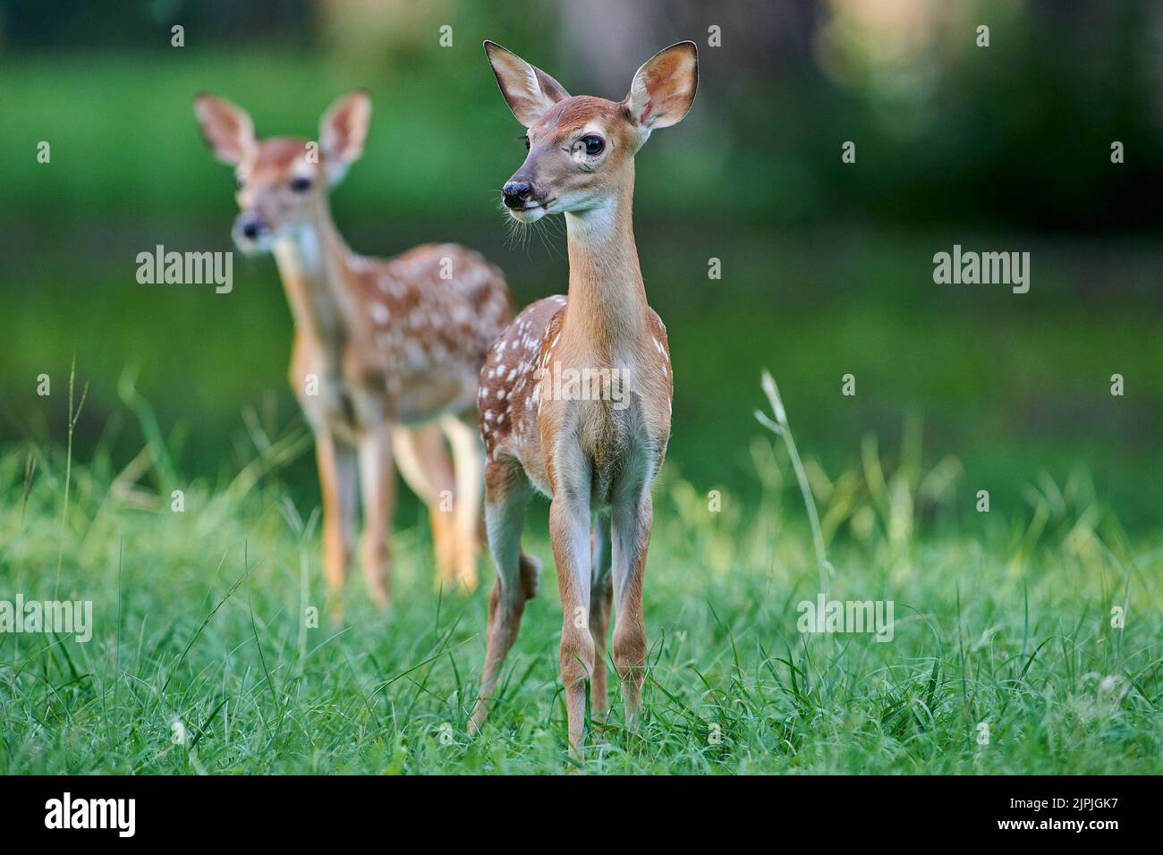 Two white tailed fawns hi-res stock photography and images - Alamy