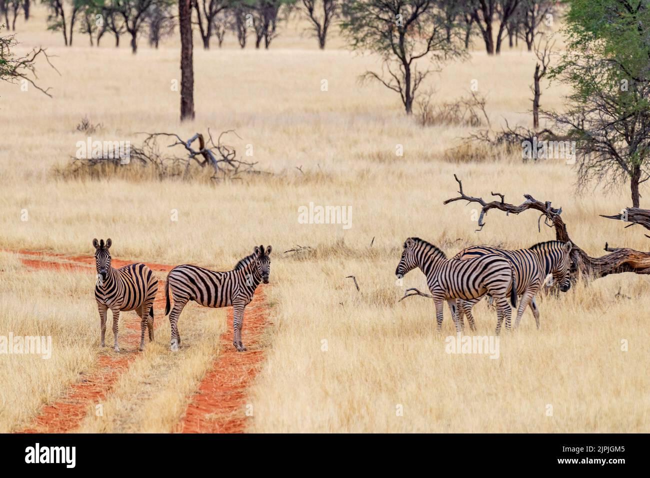Kalahari colors hi-res stock photography and images - Alamy