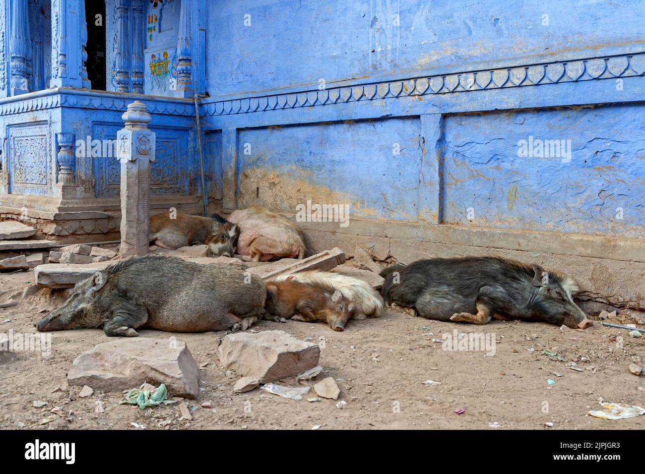 wild boar, pigs, wild boars, pig Stock Photo - Alamy