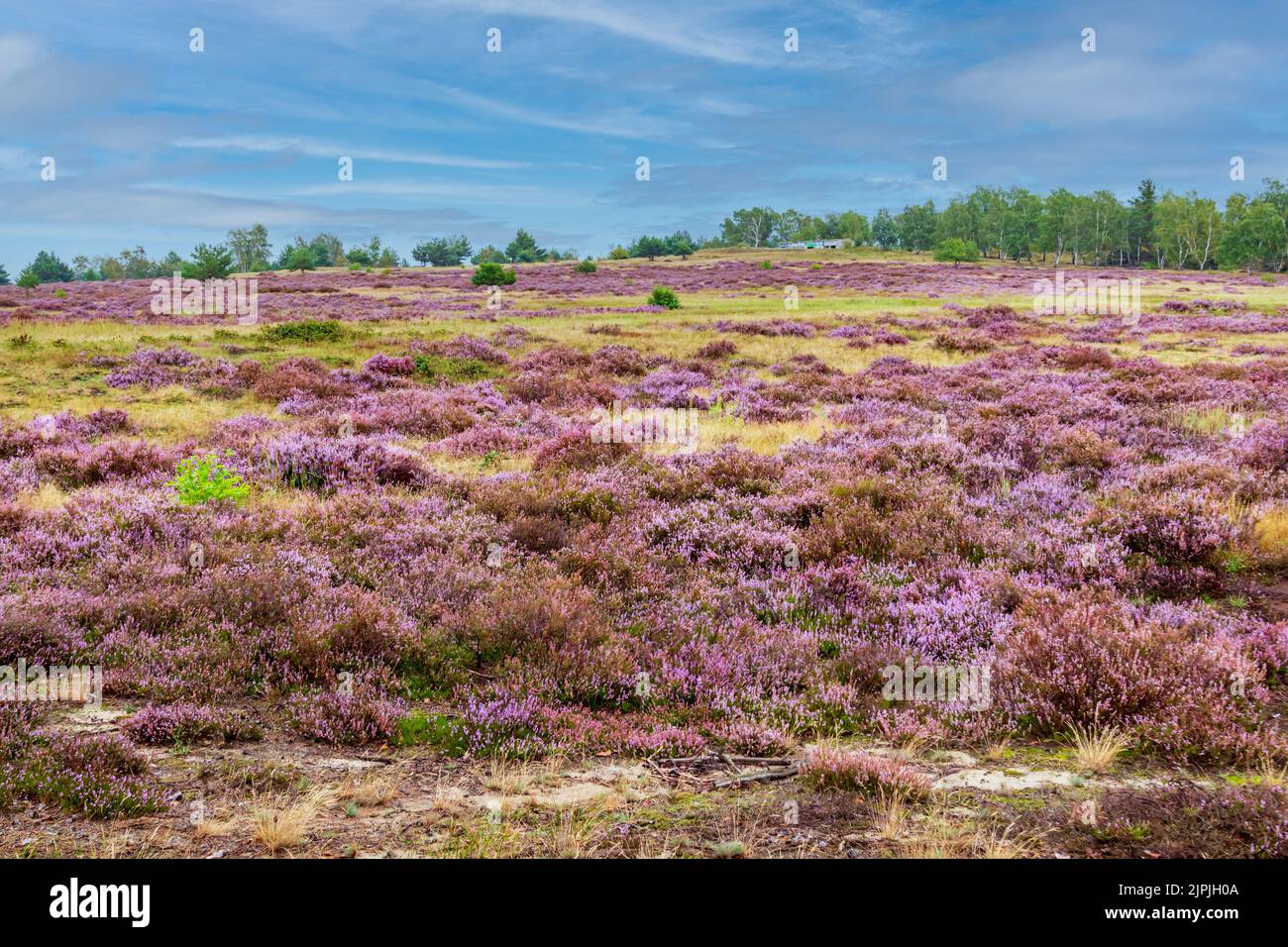 Heath landscapes hi-res stock photography and images - Alamy