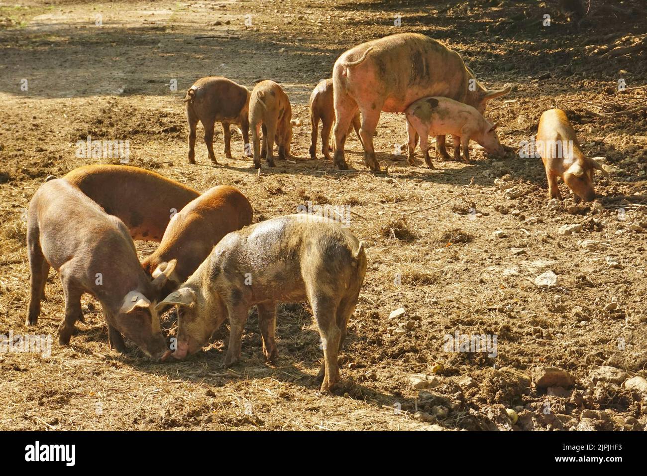 domestic pig, pigs, domestic pigs, pig Stock Photo - Alamy