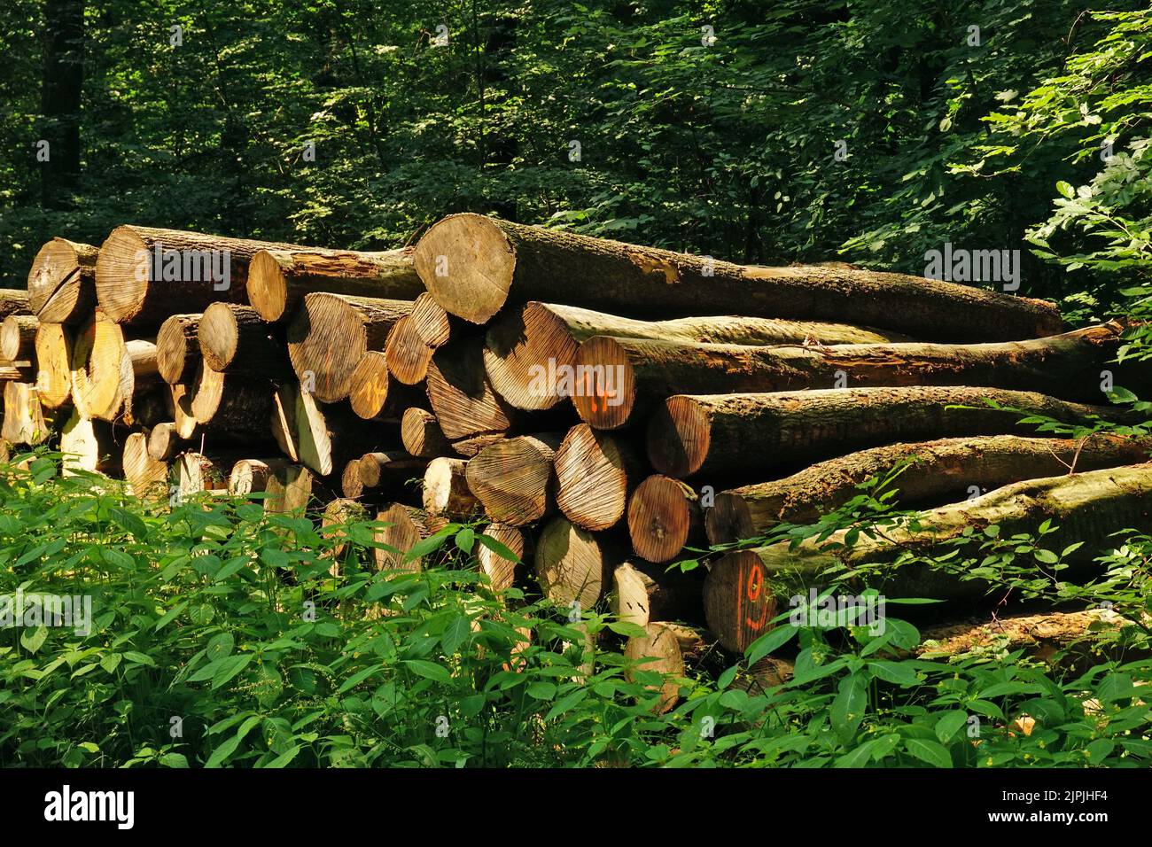 wood pile, tree trunk, timber industry, wood piles, trunks, lumber ...