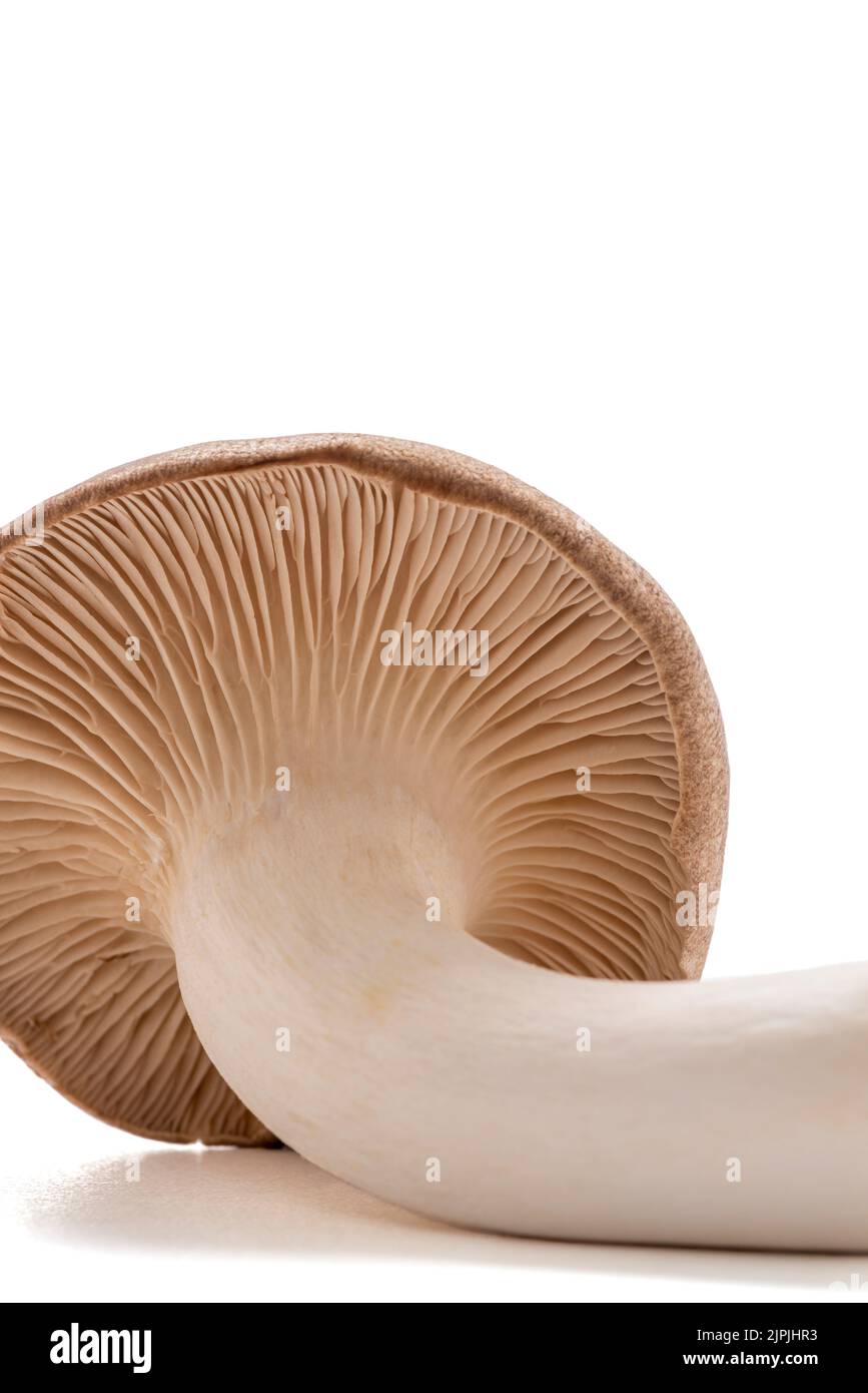 agaricales, king oyster mushroom, oyster mushrooms, pleurotus ostreatus ...