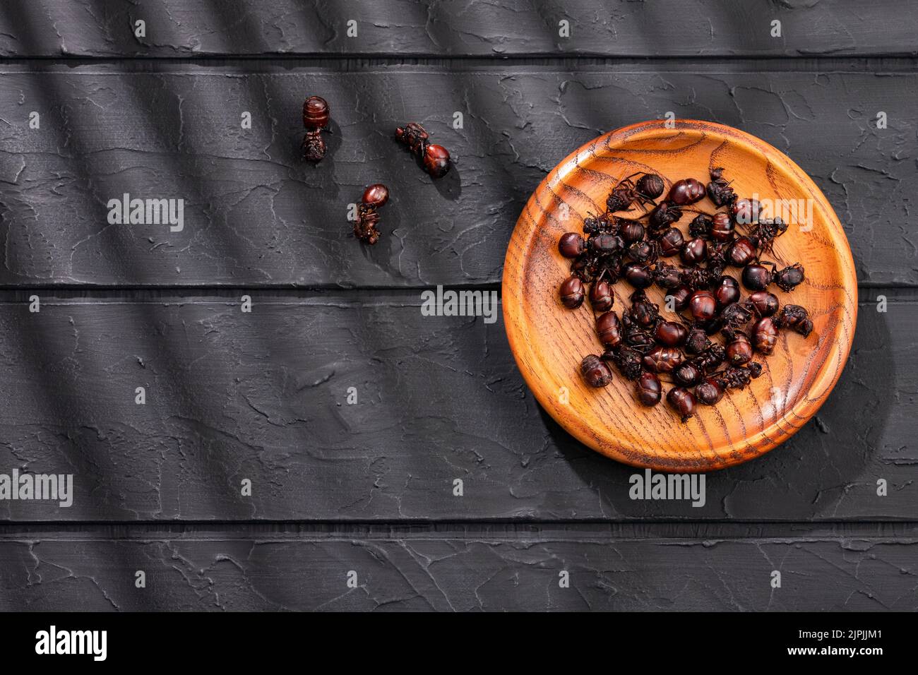 Ant culona hi-res stock photography and images - Alamy