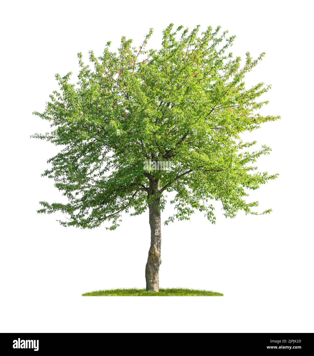 tree, cherry tree, fruit tree, trees, cherry trees, fruit trees Stock ...