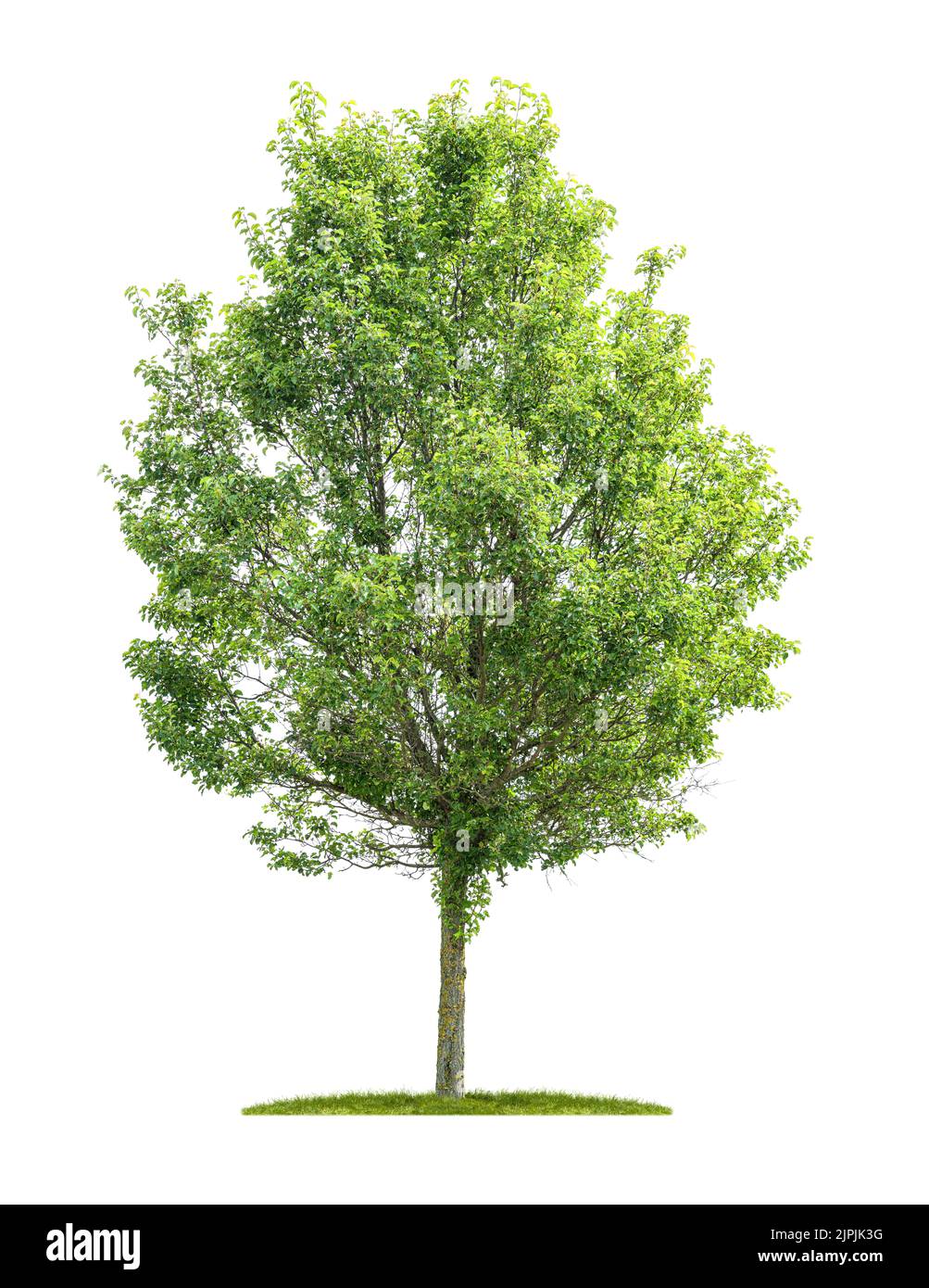 tree, poplar tree, trees, poplar trees Stock Photo - Alamy