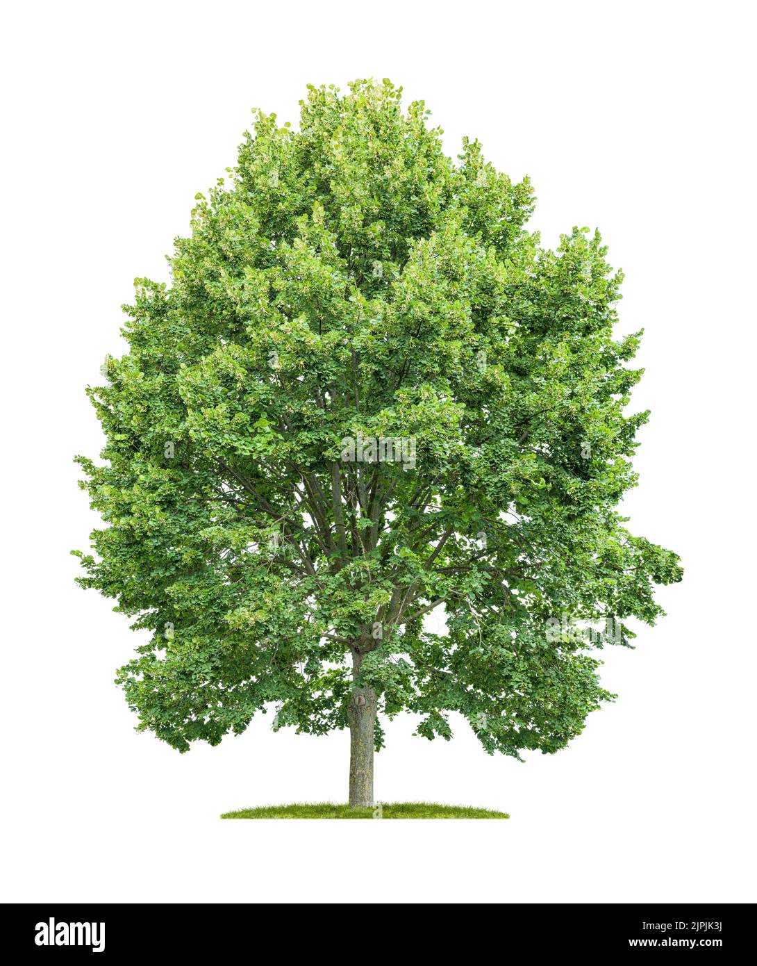 tilia, linden tree, linden trees, linden-tree, tilias, lime tree Stock ...