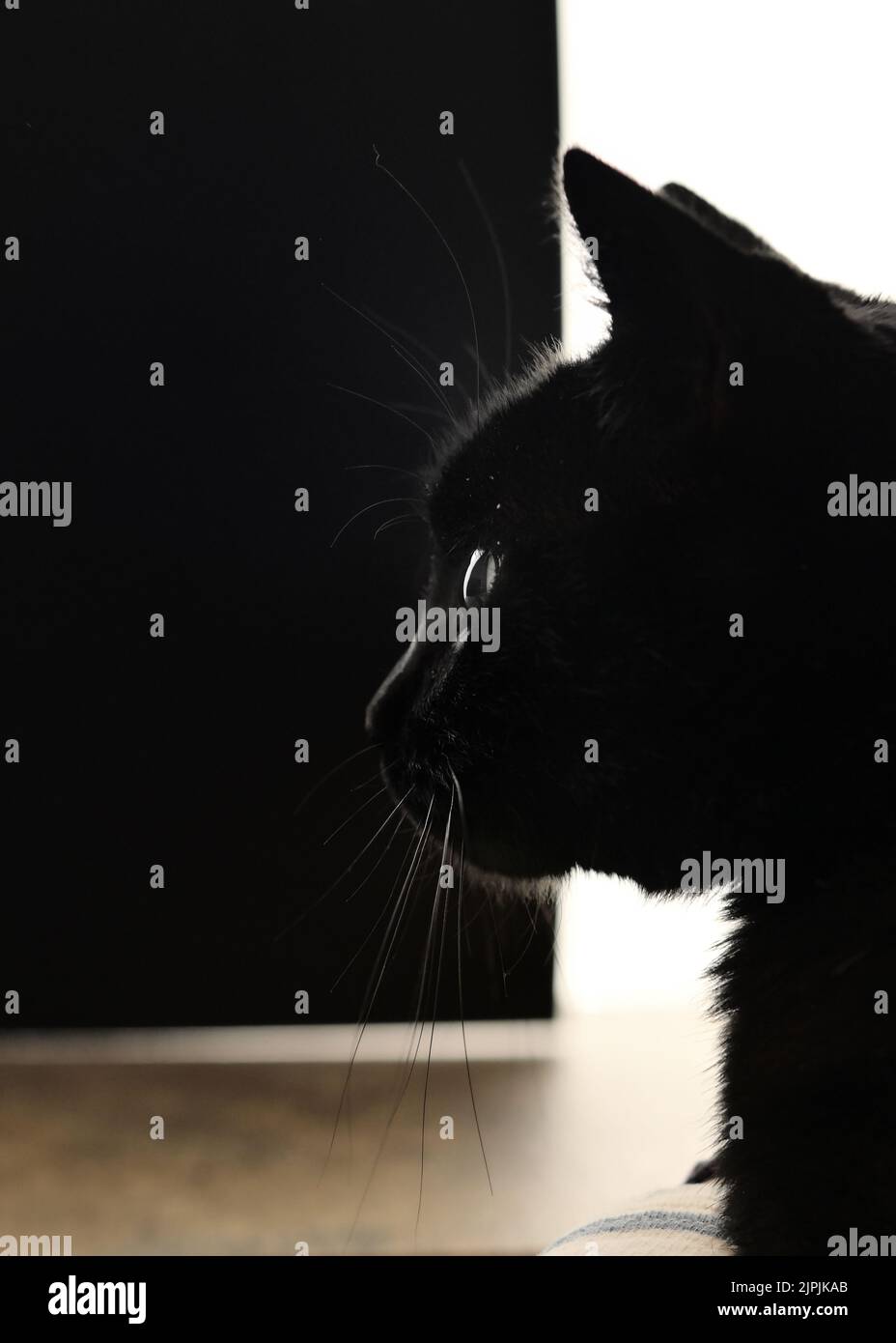 cat, silhouette, cats, silhouettes Stock Photo - Alamy