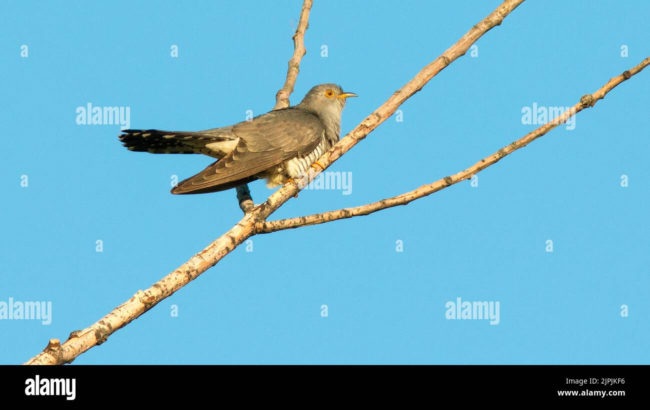 A Common cuckoo sitting on a tree branch with a clear blue sky ...