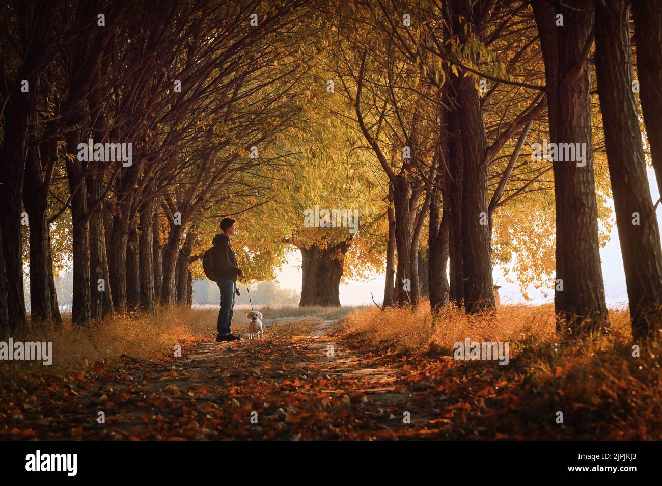 autumn, walk, dog, fall, walks, dogs Stock Photo - Alamy