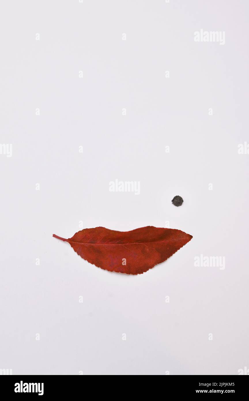 human lips, mole, human lip, lips, beauty mole, moles Stock Photo - Alamy