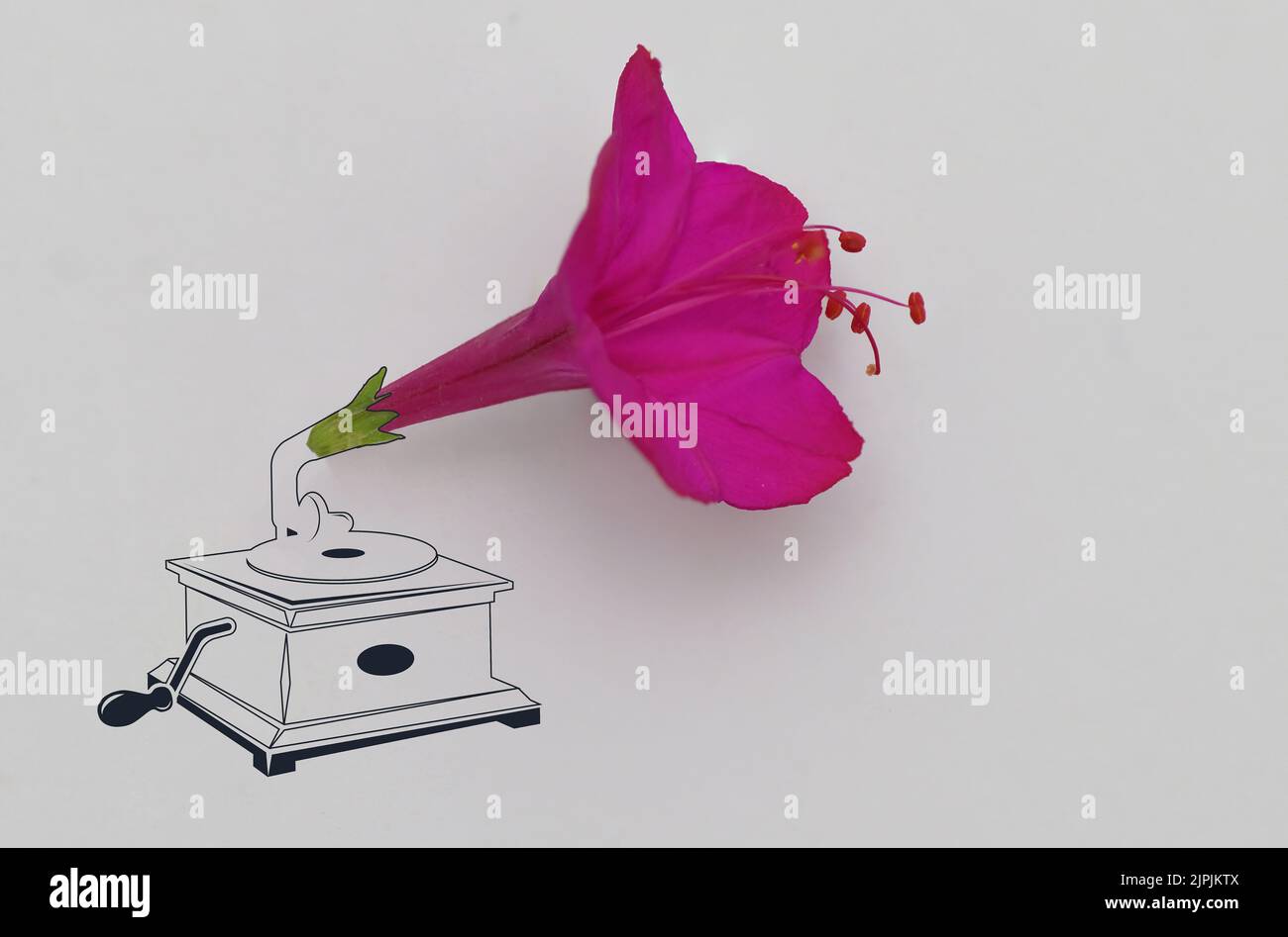 Vintage flower drawings hi-res stock photography and images - Alamy