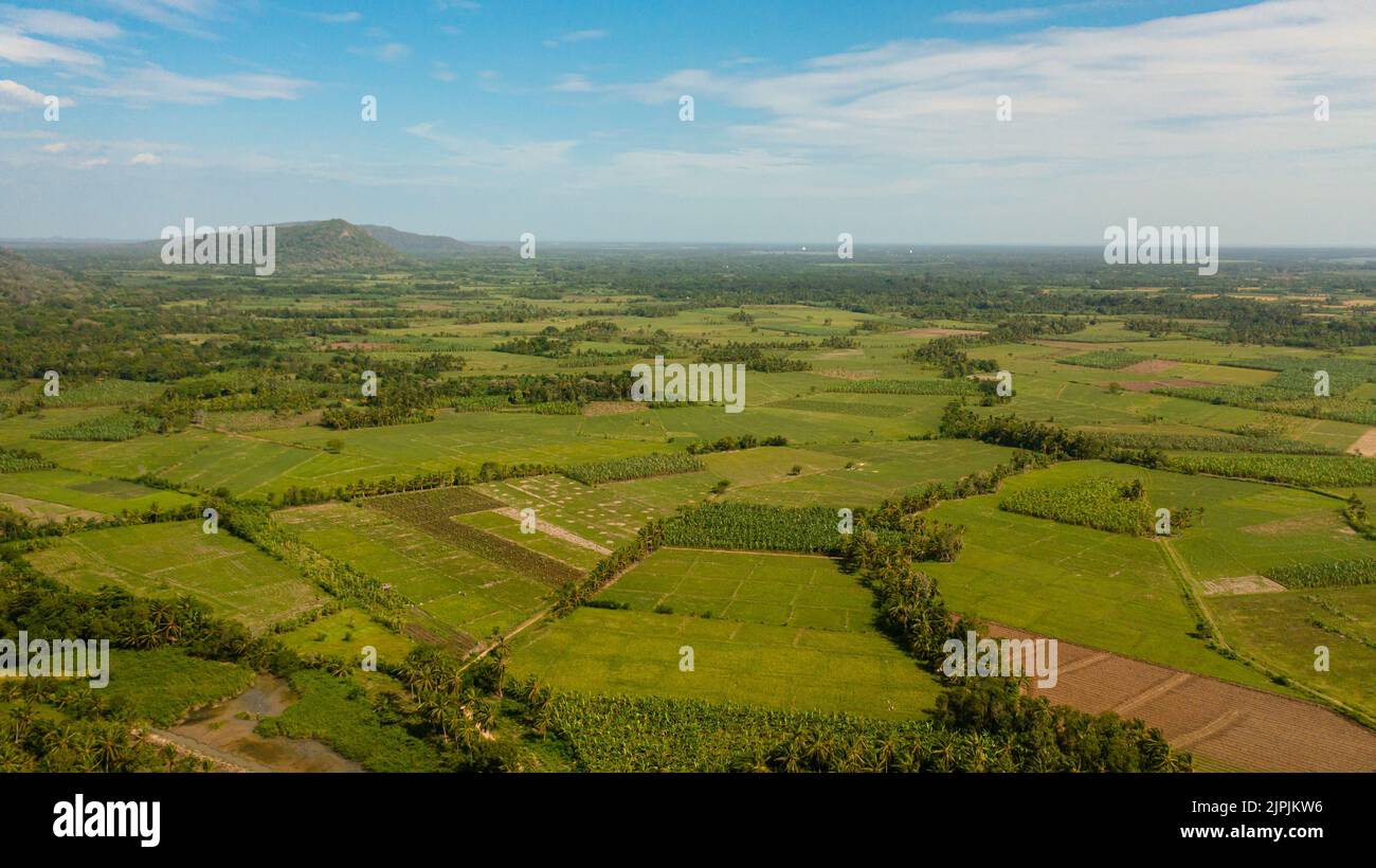 Agricultural land and green fields on a plain in the countryside. Sri ...