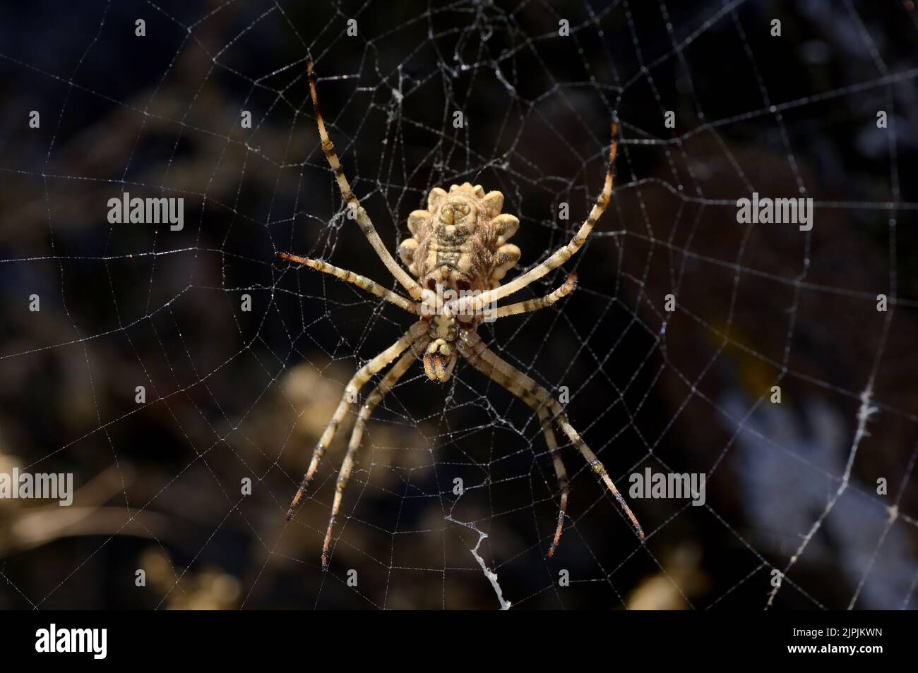 Lobata hi-res stock photography and images - Alamy