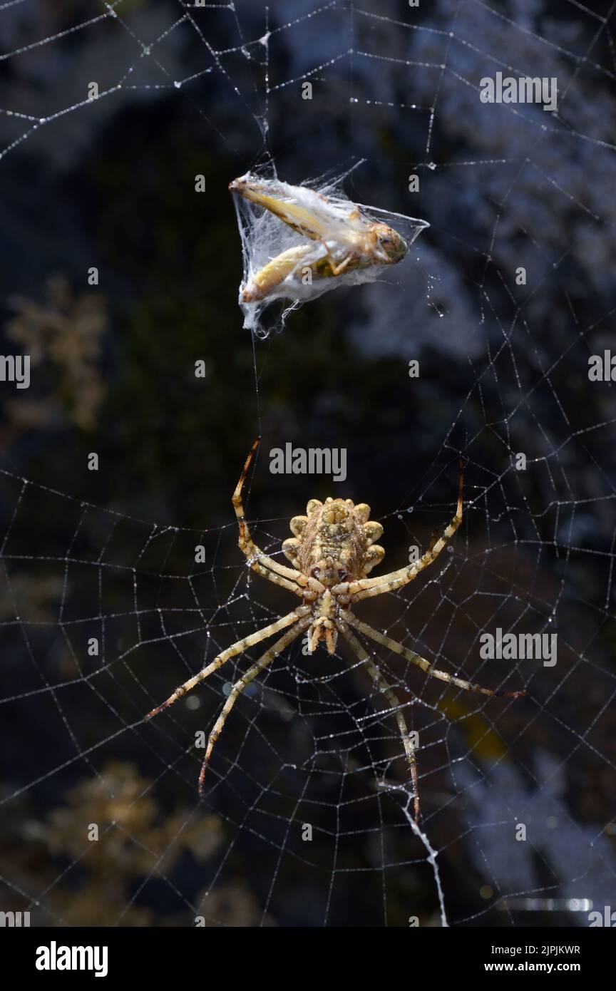 Lobata hi-res stock photography and images - Alamy