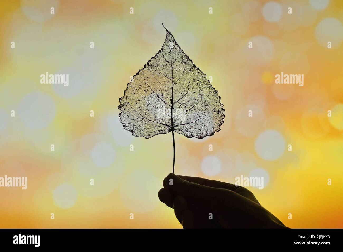 tree leaf, leaf skeleton, tree leafs Stock Photo - Alamy