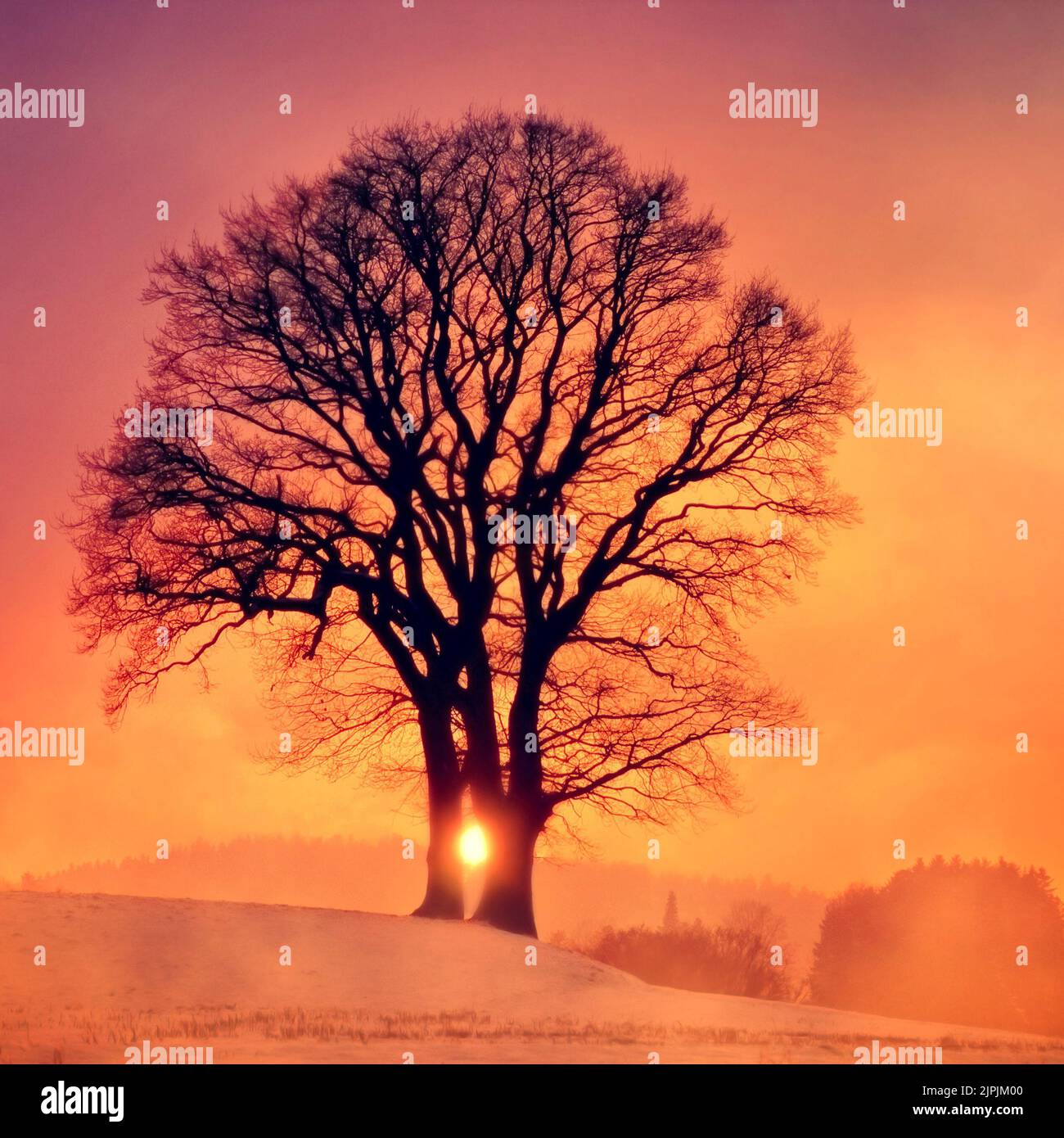 tree, winter, sunset, trees, winters, sunsets Stock Photo - Alamy