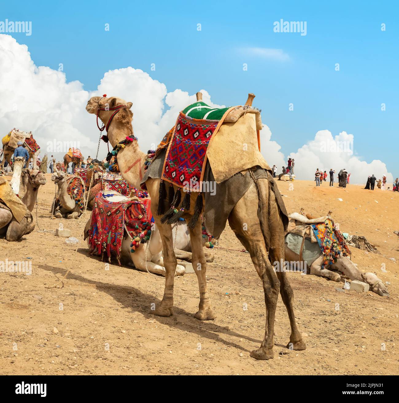 desert, camel, tourist attraction, deserts, wüste, camels, tourist attractions Stock Photo - Alamy