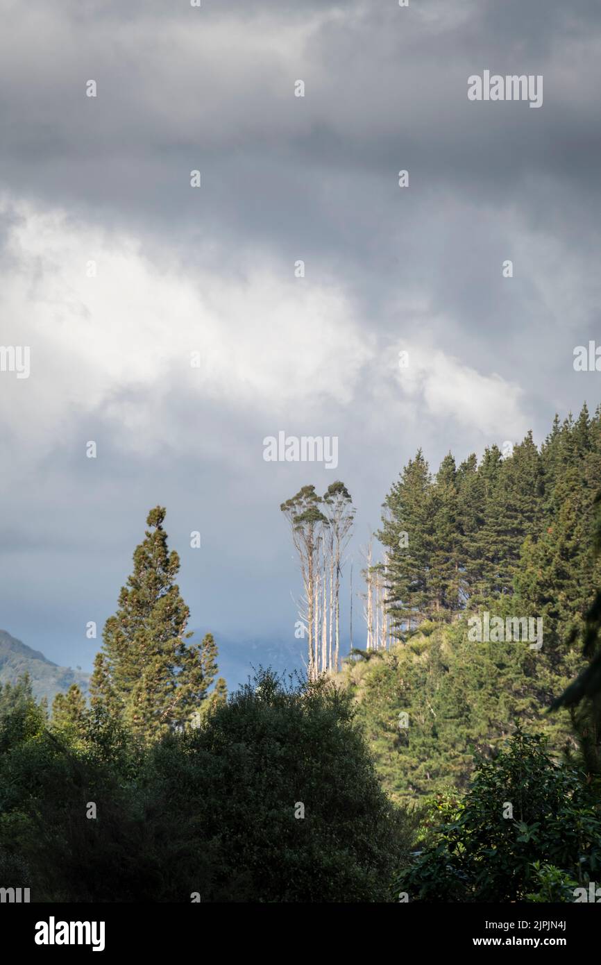 Trees on hillside, Otaki Gorge, Kapiti District, North Island, New ...