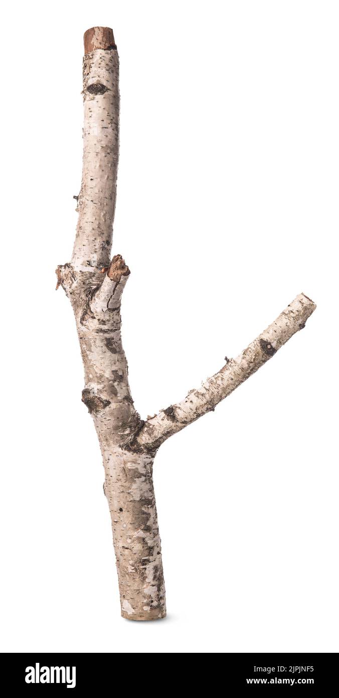 Birch branch wood birchwood tree Cut Out Stock Images & Pictures - Alamy