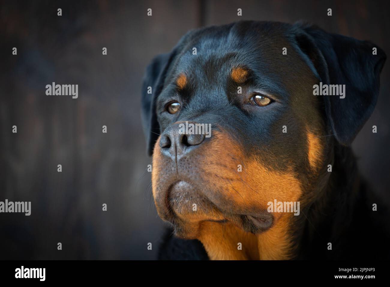 animal portrait, rottweiler, animal portraits, rottweilers Stock Photo ...