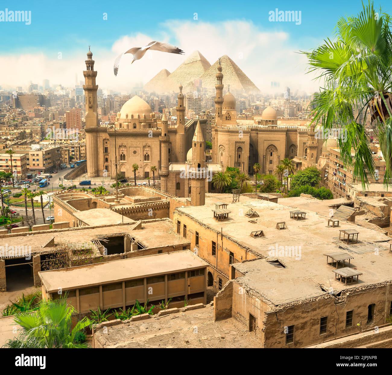 Palm trees cairo hi-res stock photography and images - Alamy