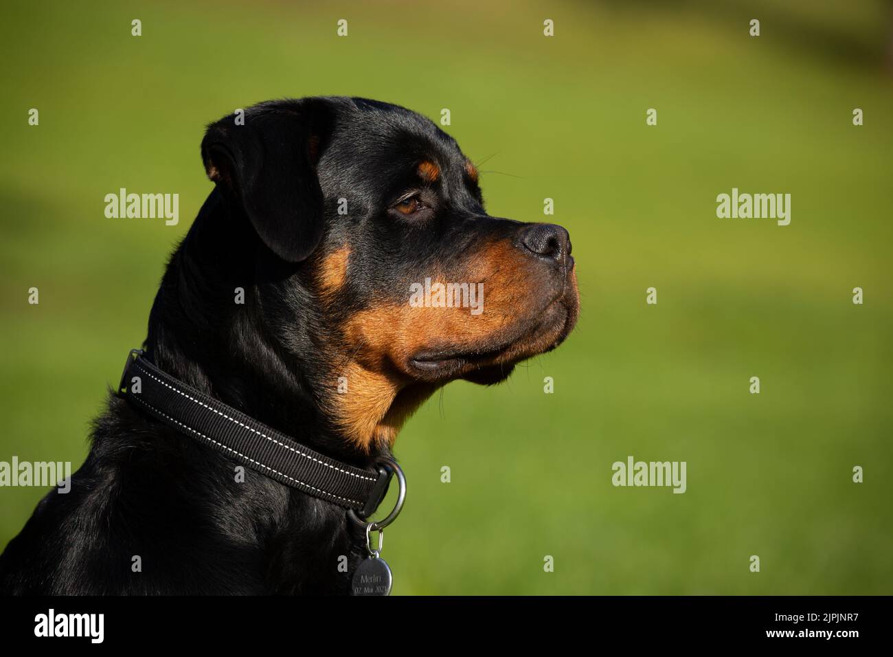 animal portrait, rottweiler, animal portraits, rottweilers Stock Photo ...