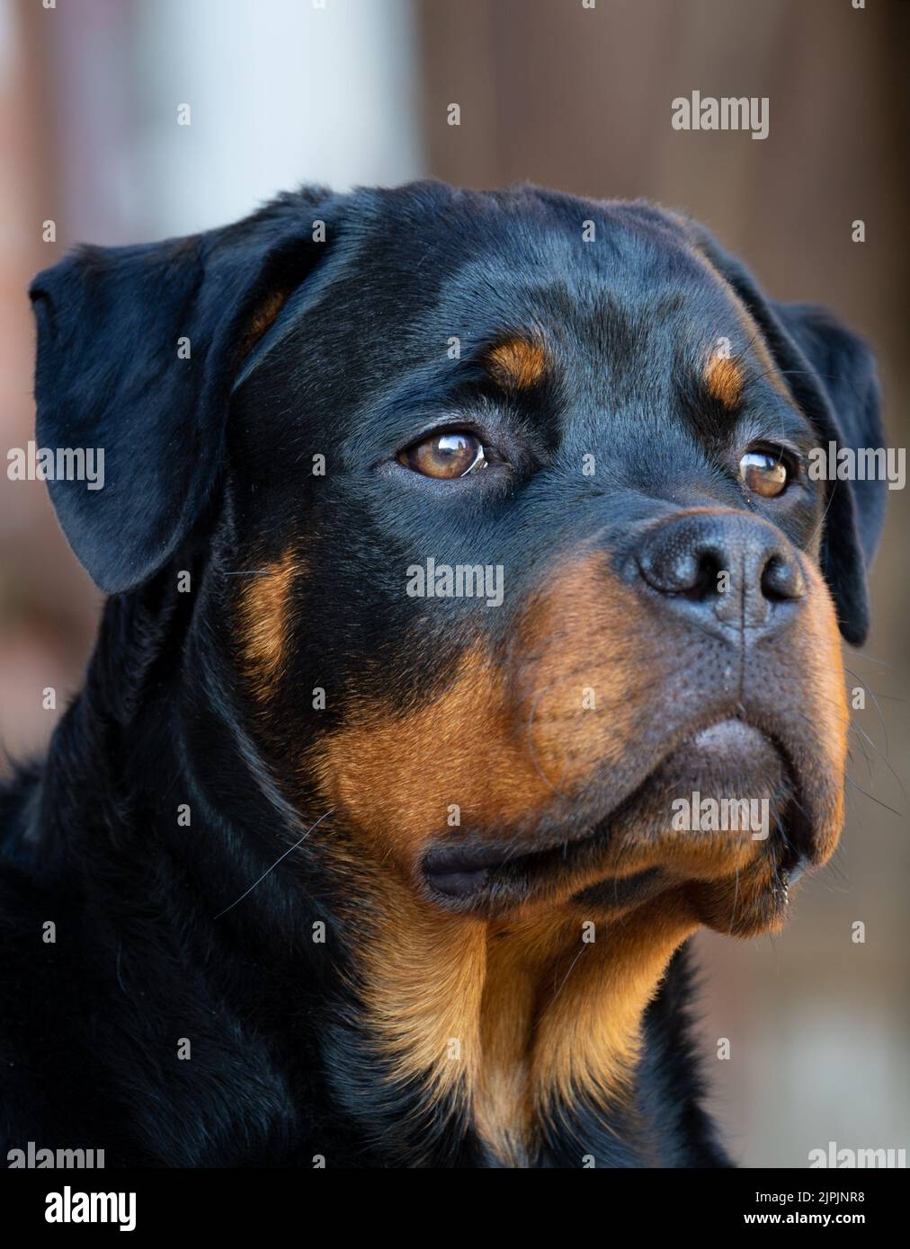 animal portrait, rottweiler, animal portraits, rottweilers Stock Photo ...