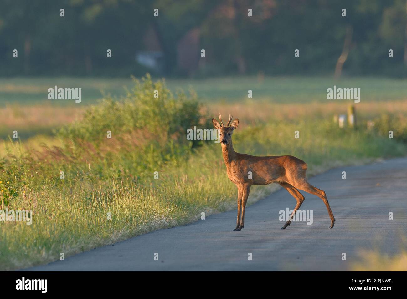 deer, road, hirsche, deers, roe deer, stag, roads, street, streets ...