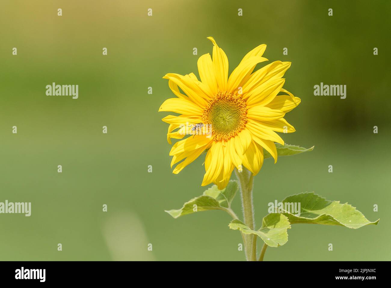 Asteroideae family hi-res stock photography and images - Alamy