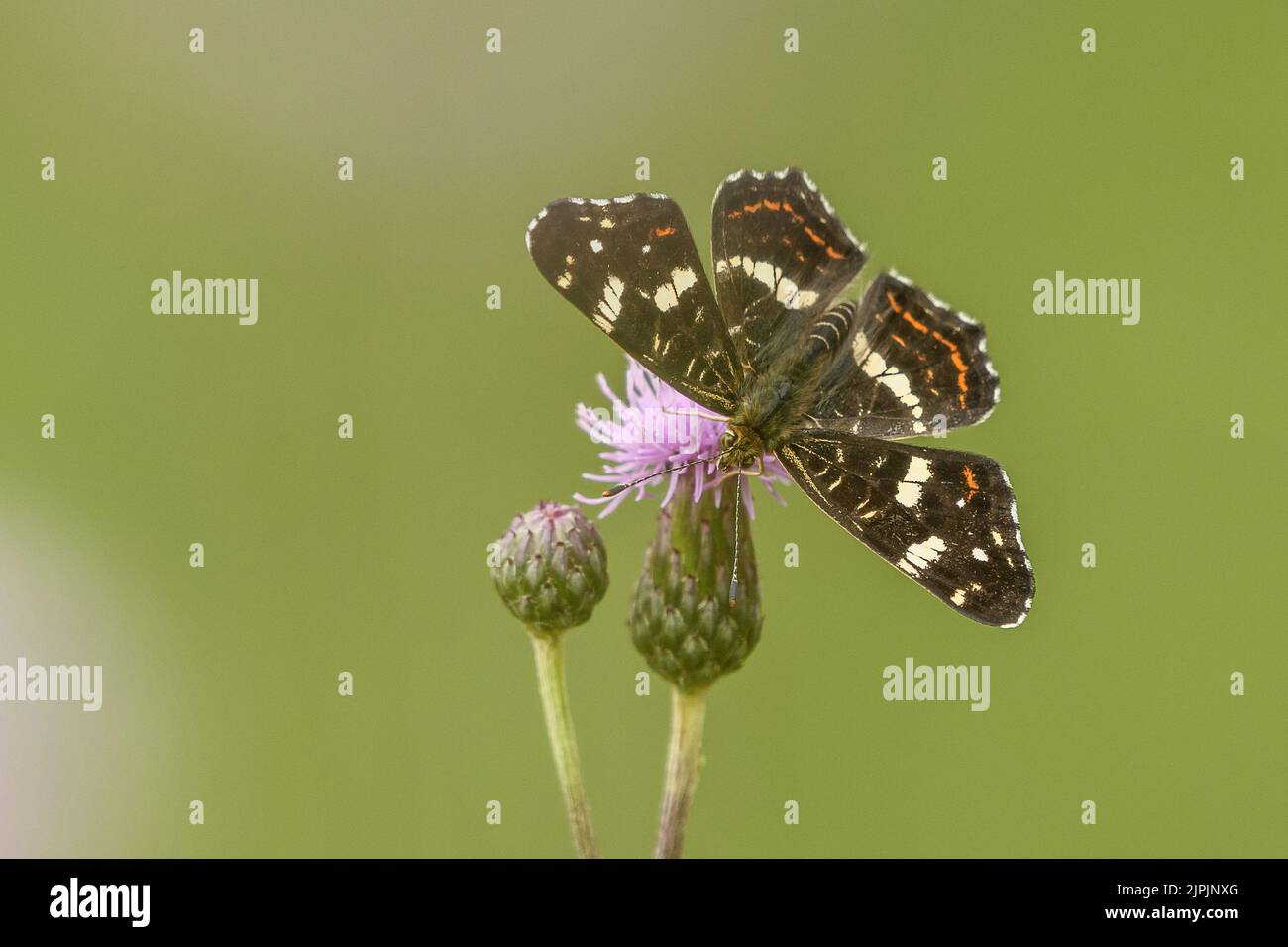 map butterfly, araschnia levana, map butterflies Stock Photo - Alamy