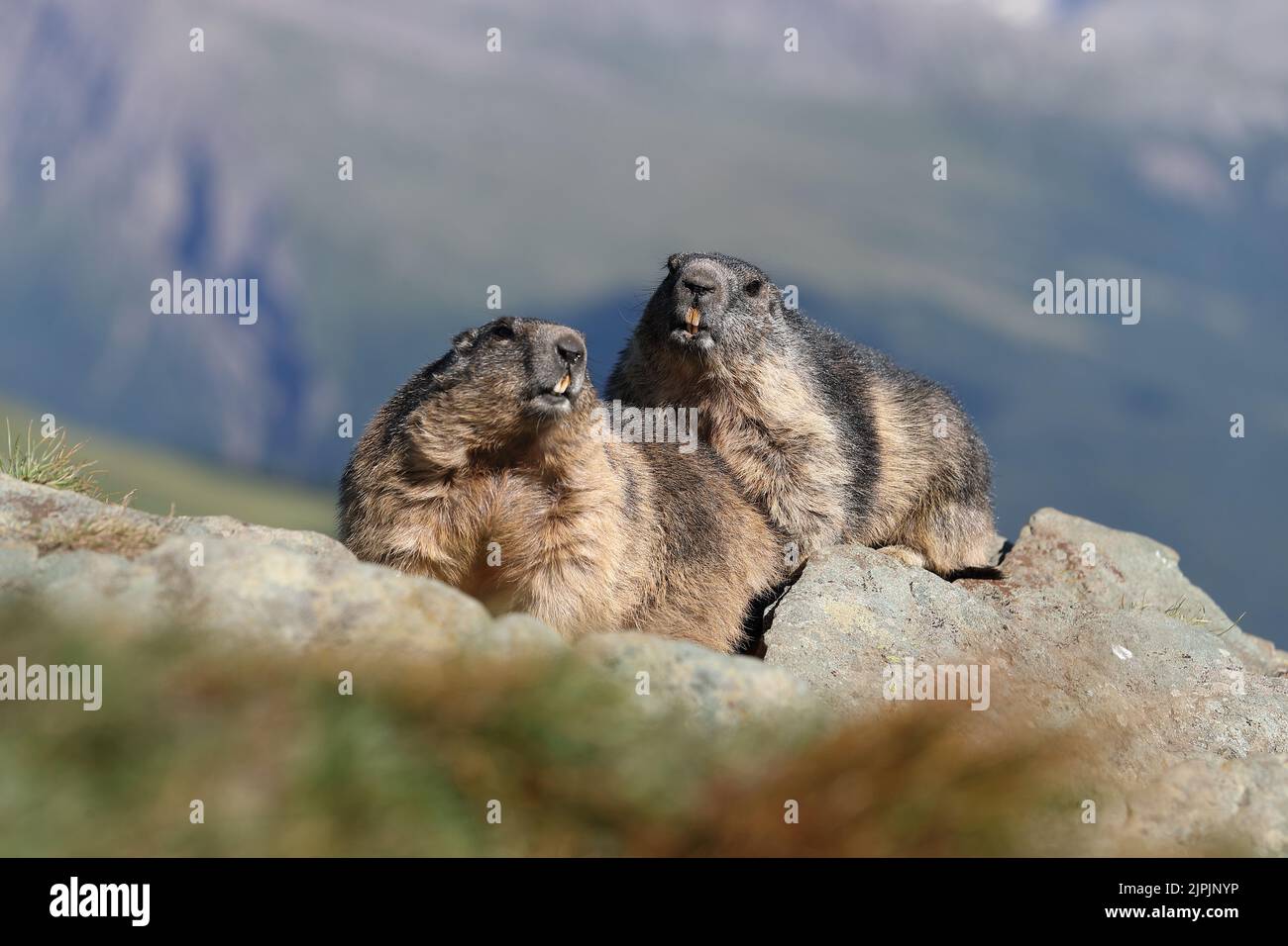 alpine marmot, marmota marmota, alpine marmots Stock Photo - Alamy