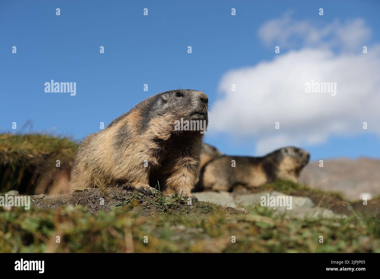 alpine marmot, marmota marmota, alpine marmots Stock Photo - Alamy