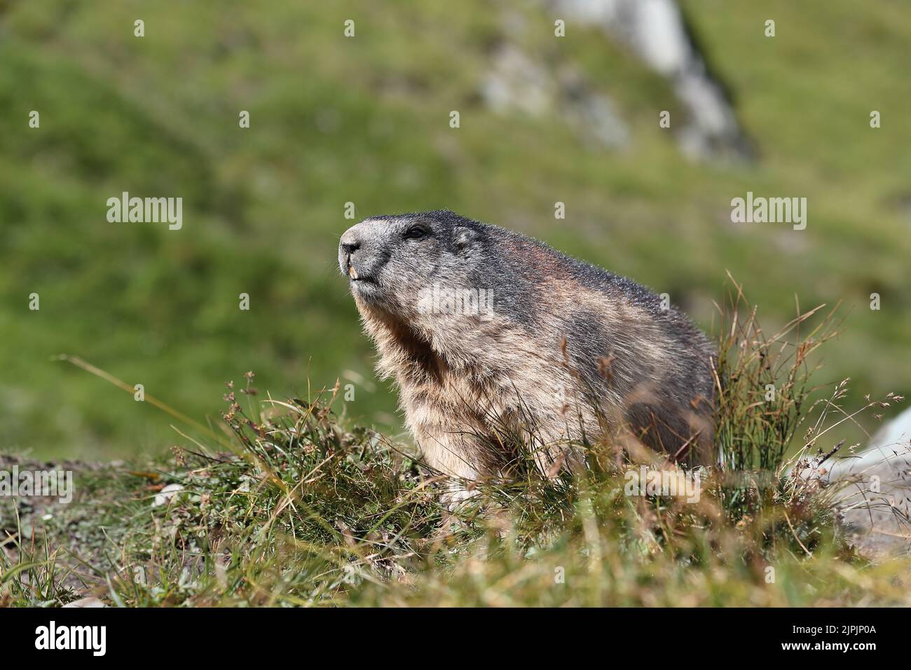 alpine marmot, marmota marmota, alpine marmots Stock Photo - Alamy