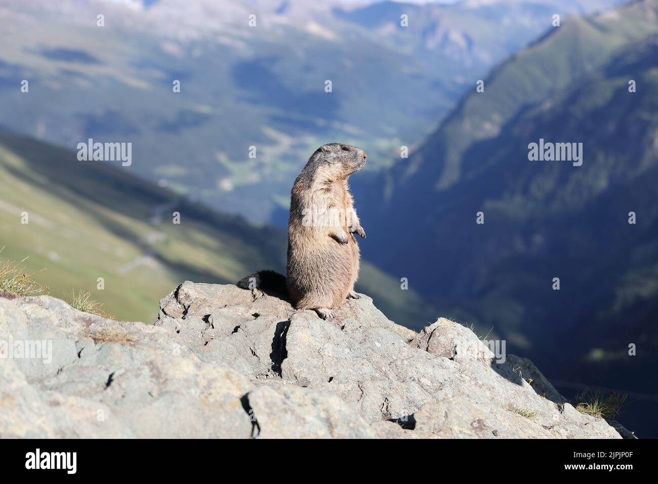 alpine marmot, marmota marmota, alpine marmots Stock Photo - Alamy