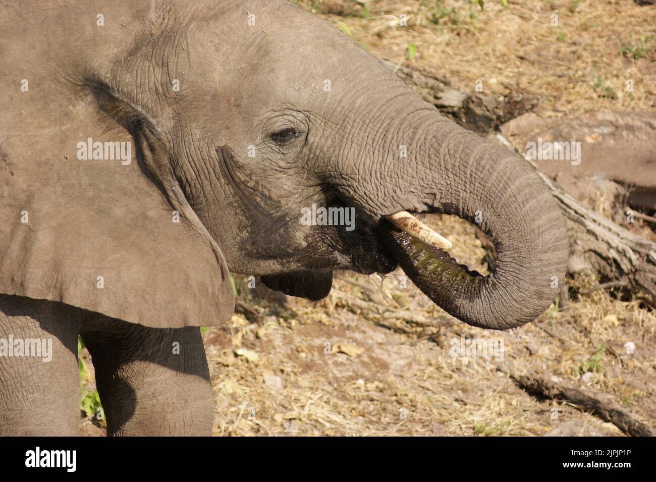 Botswana’s african elephant hi-res stock photography and images - Alamy