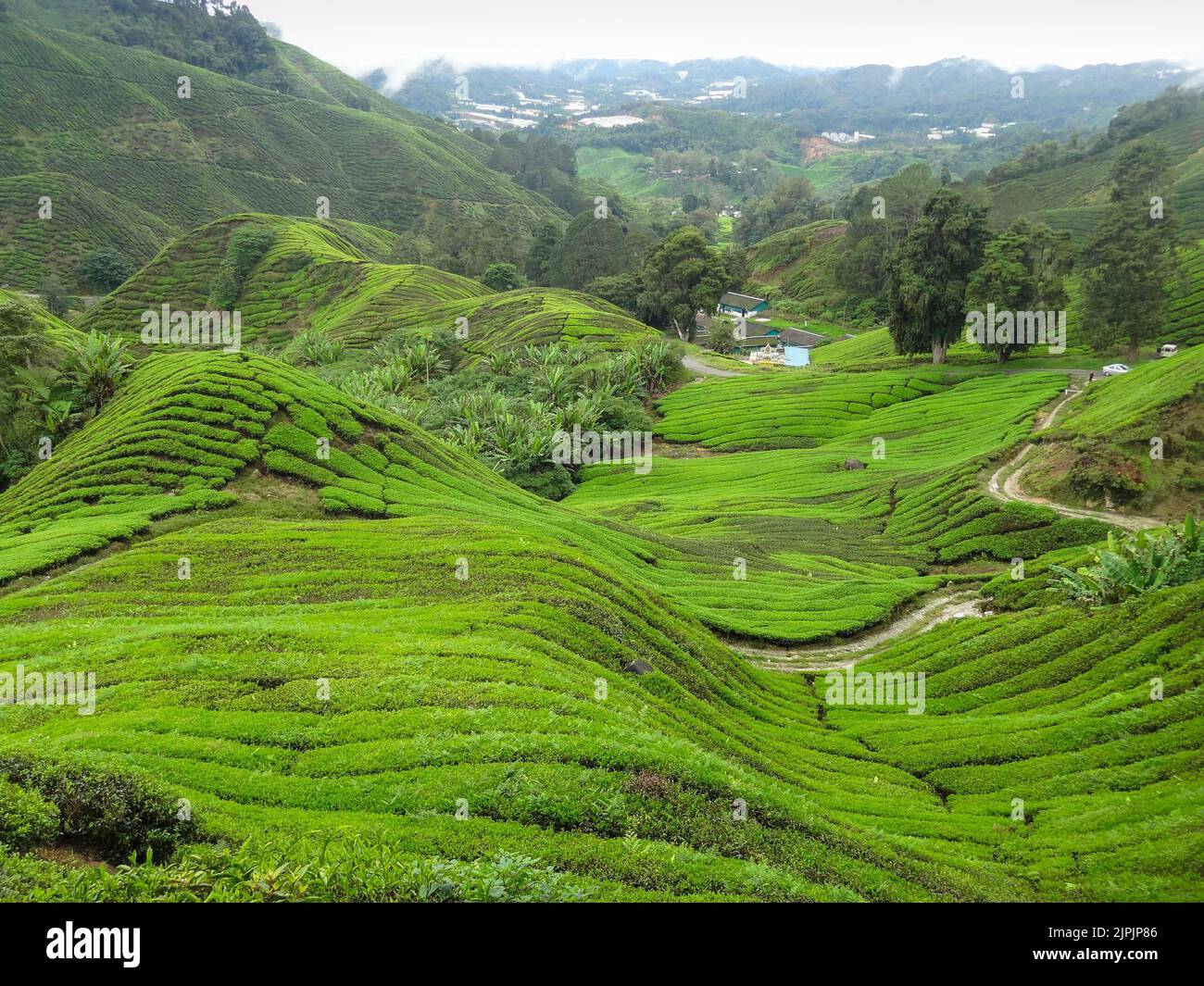 tea plantation, cameron highlands, tea crop, tea plantations Stock ...