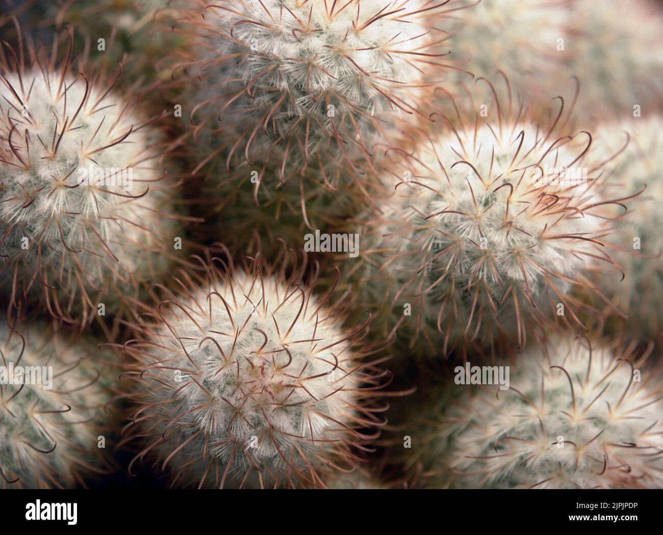 cactus, sting spine Stock Photo - Alamy