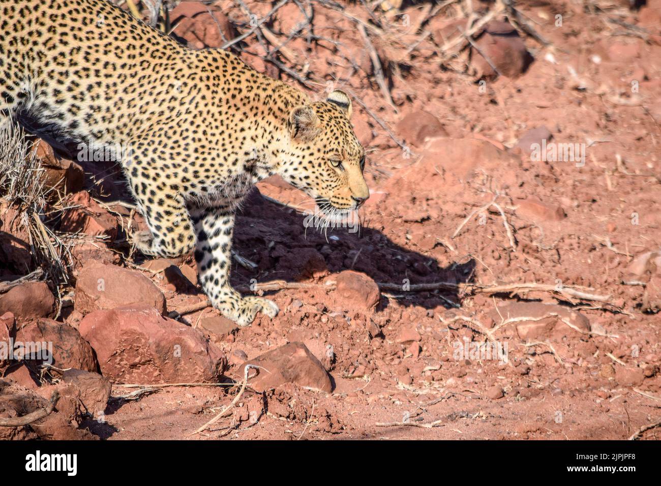 leopard, display boards Stock Photo - Alamy