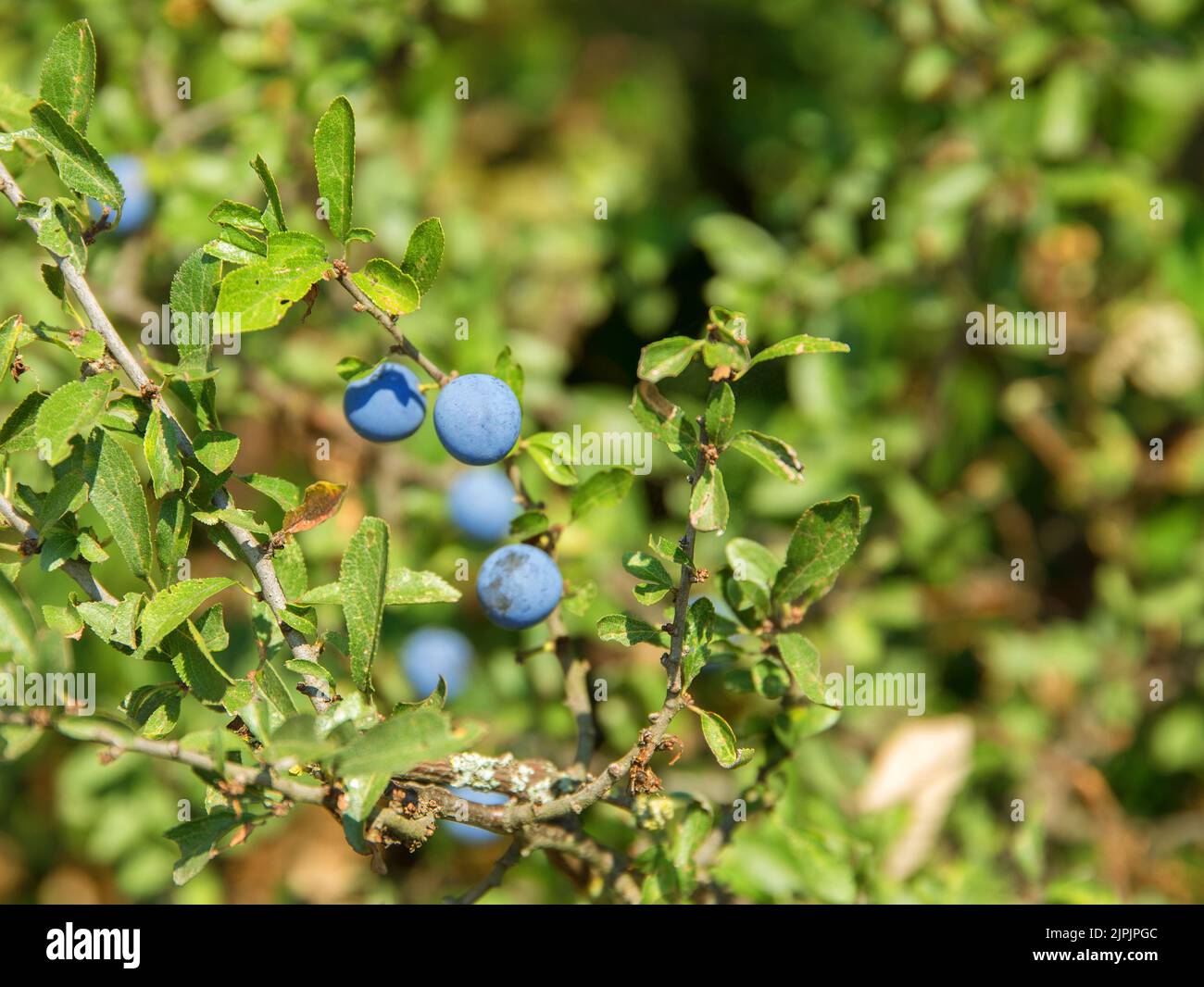 Prunus spinosas hi-res stock photography and images - Alamy