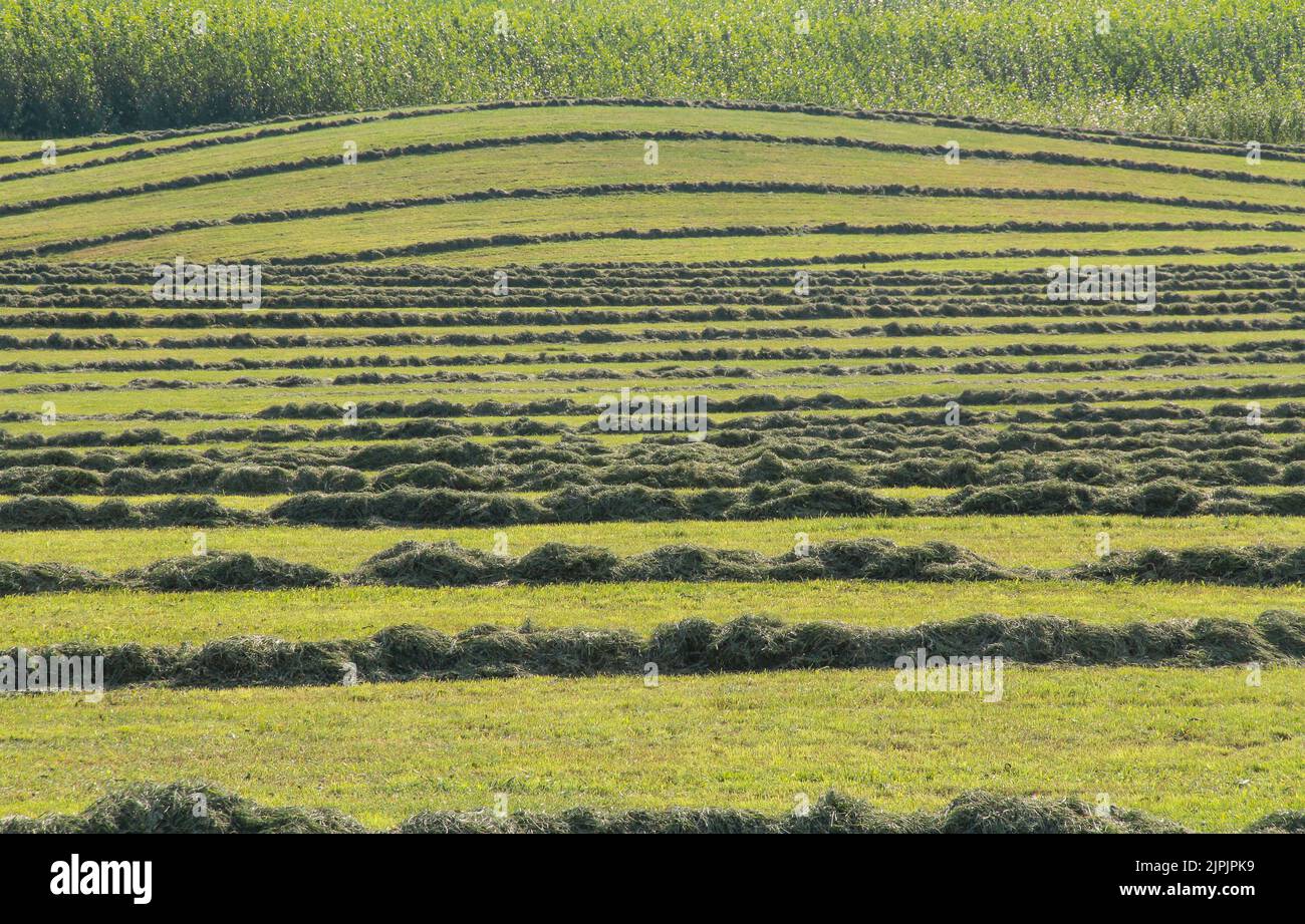 pasture, hay, mowing, pastures, hays Stock Photo - Alamy