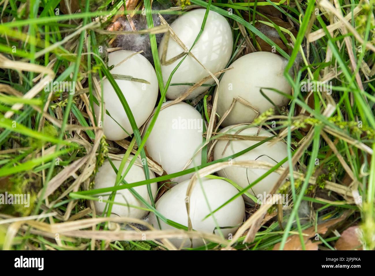 egg mass, duck egg, duck eggs Stock Photo - Alamy